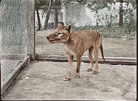 Tasmanian Tiger Pup