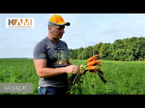 Морковь Каскад F1 - YouTube