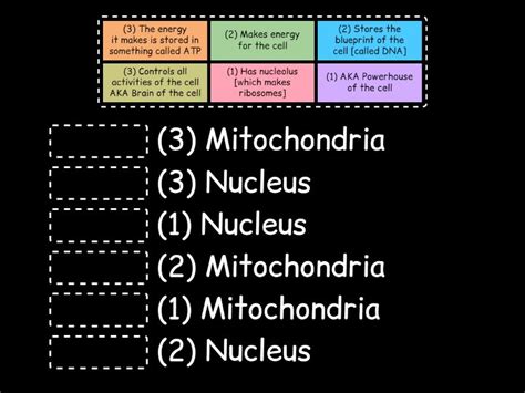 Nucleus Vs Mitochondria Match Up