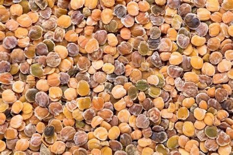 High Quality Seeds Of Matthiola Flower In A Texture Form For Your Unique Garden Can Be Used By