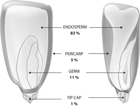 Components Of The Corn Kernel Download Scientific Diagram