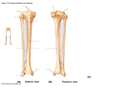 Tibiafibula Diagram Quizlet