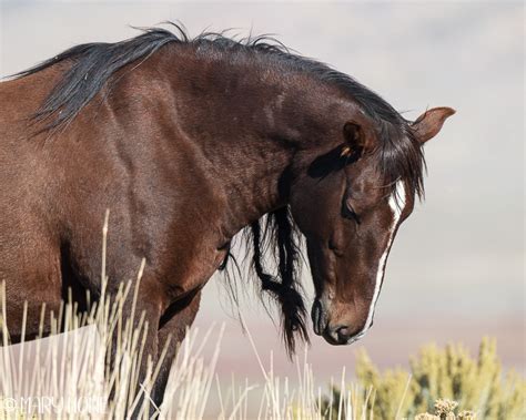 Wild Horses Mustang