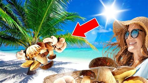 ГРИБЫ НА ПАЛЬМАХ ?🌴🌴🍄 - YouTube