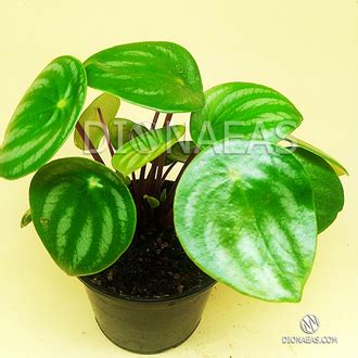 Peperomia Argyreia, Пеперомия аргирея, арбузная, тенелюбивое растение ...