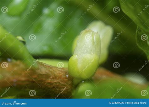 Young Buds Sprouting From The Stem Stock Image Image Of Blossom