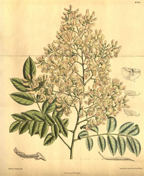 Styphnolobium Japonicum Systematics Habitat Cultivation