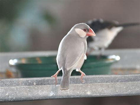 Lonchura Oryzivora Javan Sparrow In Bird Kingdom