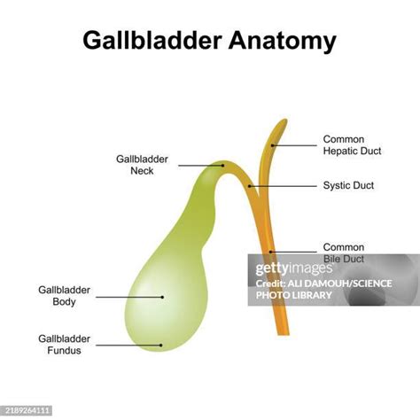 Gallbladder Anatomy Diagram
