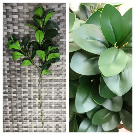 Ruscus Leaf Floristworld