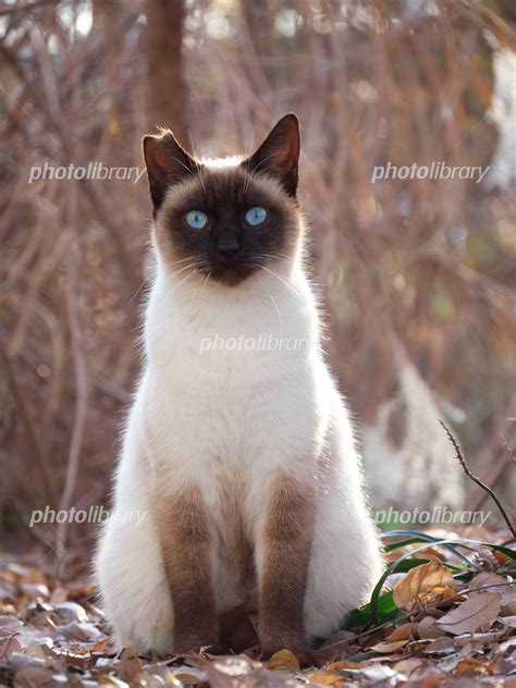 伝統的なシャムの子猫