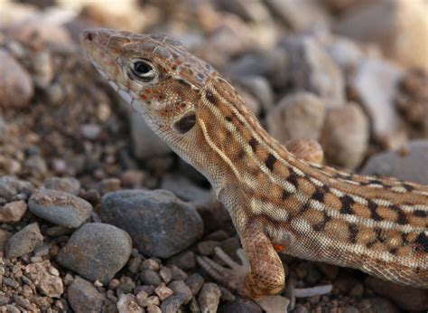 Acanthodactylus Maculatus Wild” Pictures