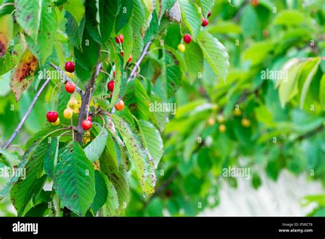 Wild Red Berries Growing In A Tree In Countryside Stock Photo Alamy