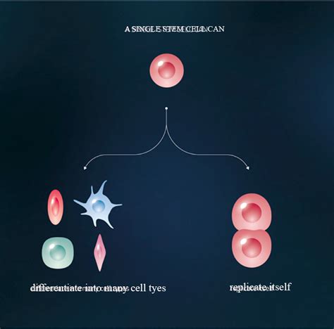 Asinglestemcell Global Stem Cells Group