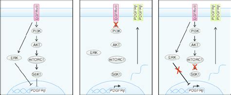Model Of Proposed RTK Switch Under Conditions Of Heightened Growth Download Scientific Diagram
