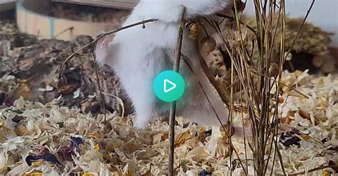 Dwarfhamster Appa Is Really Getting Info The Flaxseed D Album On Imgur