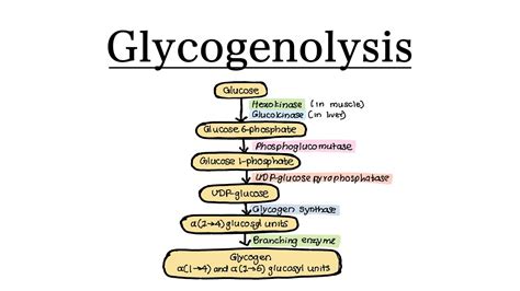 What Is Glycogen Synthesis