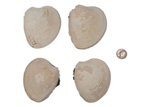 Quahog Shell Or Quahaug Shell Or Northern Quahog Shell Or Round Clam