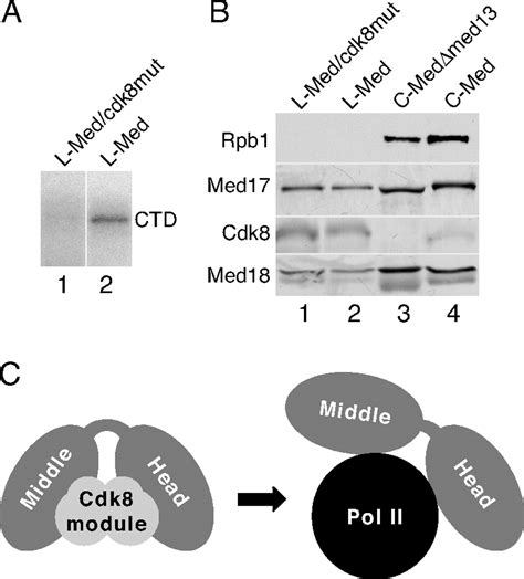The cyclin-dependent kinase 8 module sterically blocks Mediator ...