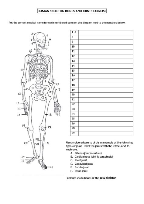 Human Skeleton Bones And Joints Exercise Human Skeleton Bones And Joints Exercise Put The