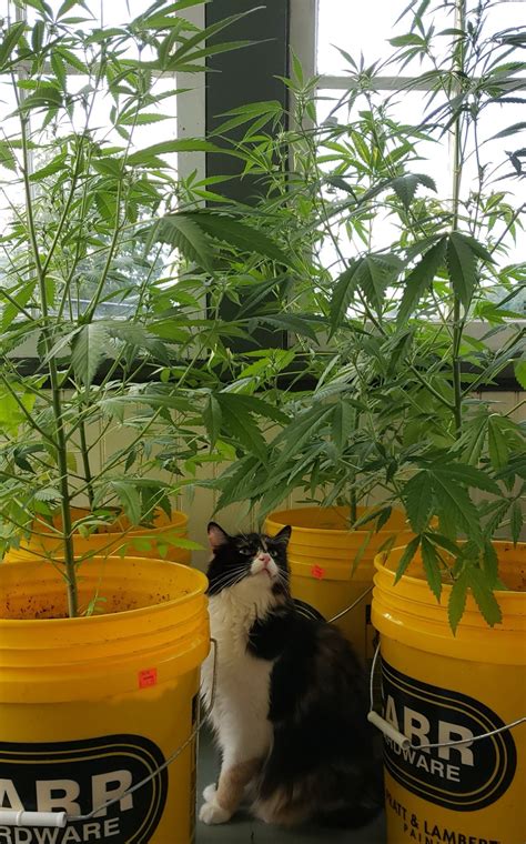 Rest Easy My Sweet Kitty Album On Imgur Rest Easy My Sweet Kitty Album On Imgur