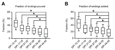 Figure S1 4d Structural Plasticity Analysis Of Dendritic Remodeling In