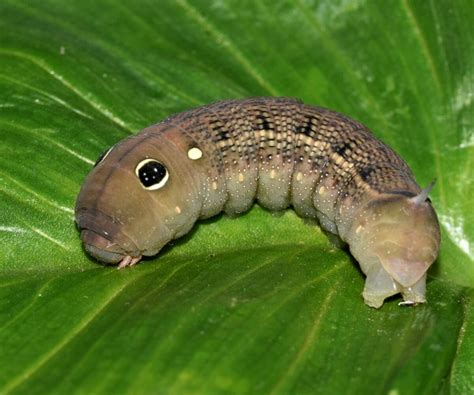 Hippotion Celerio Sphingidae Butterflies Of Crete