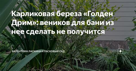 Карликовая береза «Голден Дрим»: веников для бани из нее сделать не ...