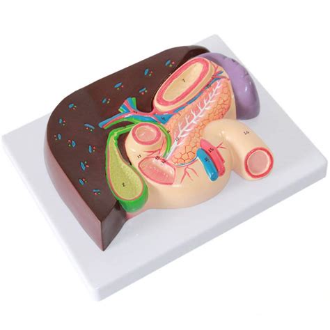 Educational Model Human Gallbladder Duodenum Liver Pancreas Stomach