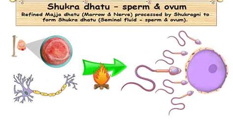 Skukra Dhatu Artava Dhatu Seminal Fluid Sperm And Ovum