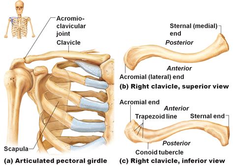 Parts Of Clavicle Anatomy At Elaine Boehme Blog