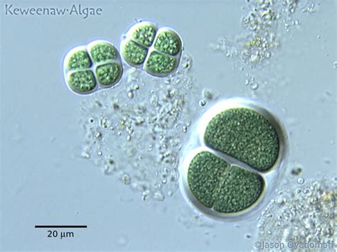 Cyanobacteria 1