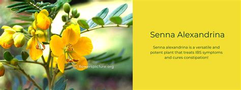 Senna Alexandrina Health Benefits Uses And Important Facts Potsandpans India