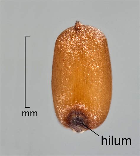 Pennisetum Ciliare