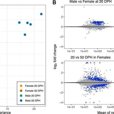 Sexually Dimorphic Development Of The Song Nucleus Ra A A Simplified