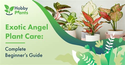 Exotic Angel Plant Care Complete Beginners Guide