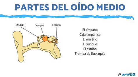 Partes Del Oido Medio Oido Medio Humano Eaxgra