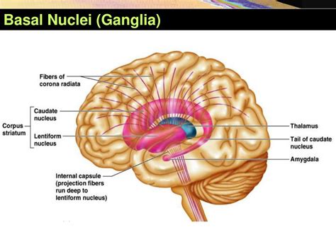 Ppt Basal Nuclei Ganglia Powerpoint Presentation Free Download