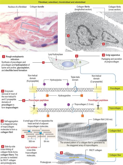 Connective Tissue Clinical Tree