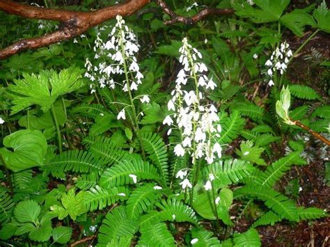 Pteridophyllum Alchetron The Free Social Encyclopedia