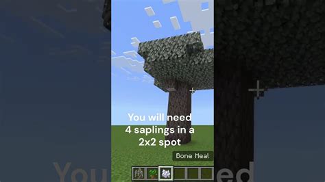 How To Make Pale Oak And Dark Oak Saplings Grow In Minecraft Minecraft