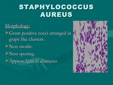 Staphylococcus Aureus Ppt