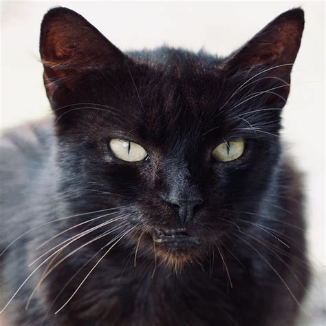 92000 Black Cat Portrait Pictures
