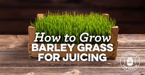Barley Growing
