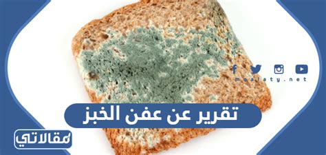 تقرير عن عفن الخبز وأنواعه وأضراره وفوائده جاهز للتحميل موقع مقالاتي