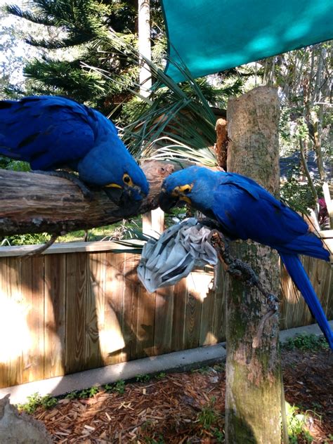 Central Florida Zoo And Botanical Gardens Macaw Habitat Central Florida