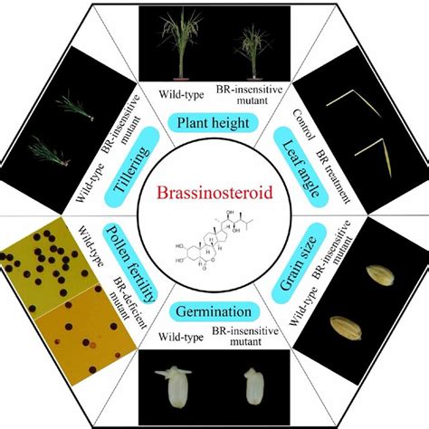 Pdf Brassinosteroid Regulation In Rice Seed Biology