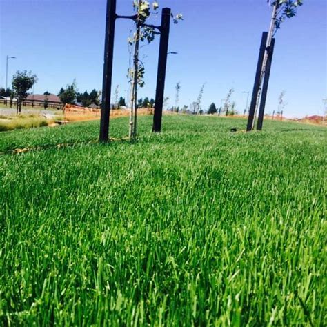 Hydroseeding And Preparation Spray Lawns