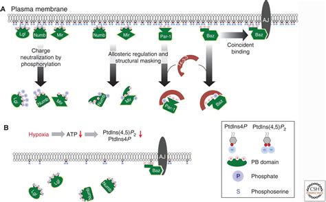 Phosphoinositides And Membrane Targeting In Cell Polarity
