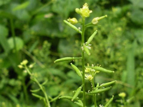 Rorippa Indica Eflora Of India